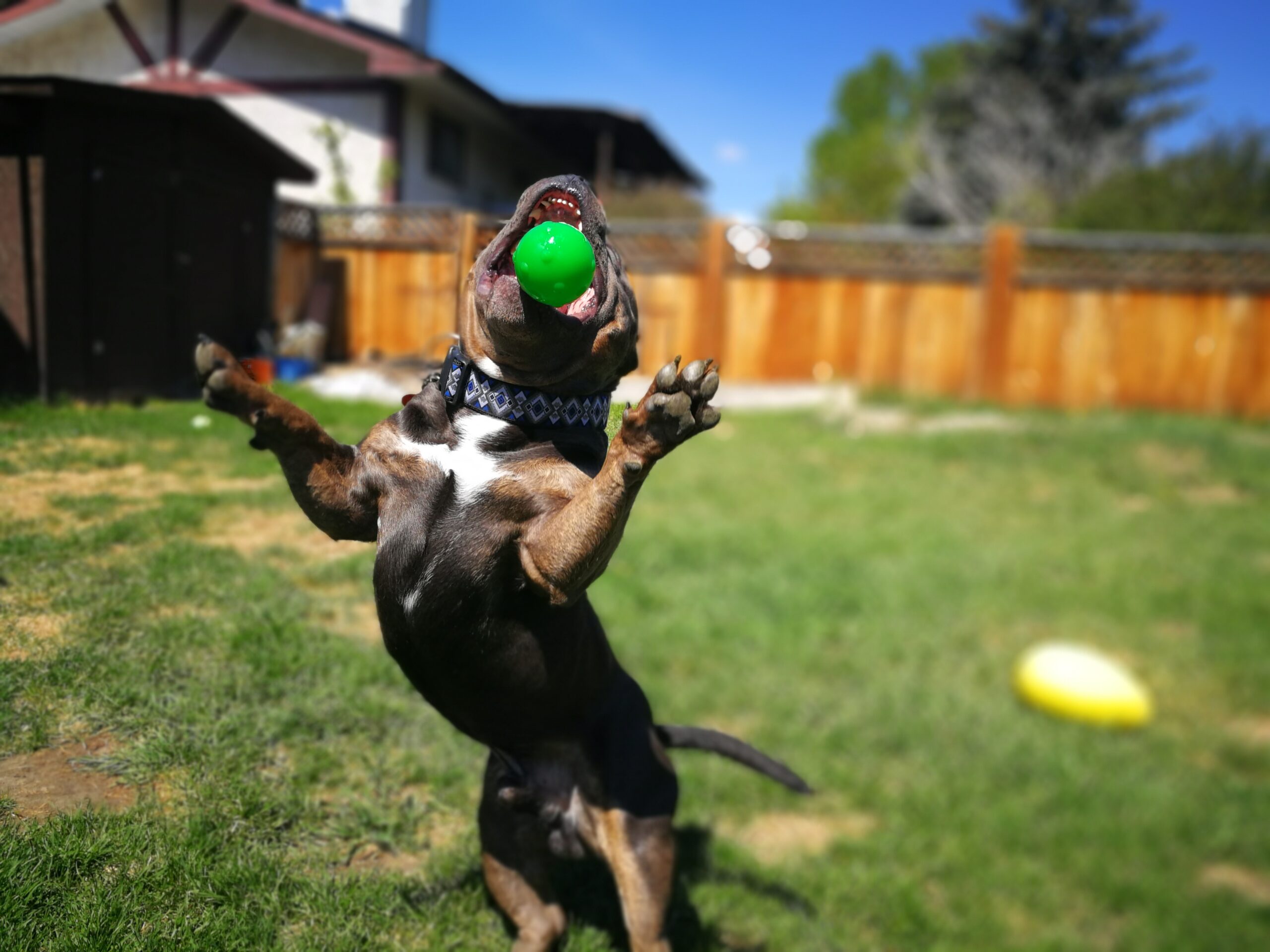 Community Nights – Paws – N – Relax