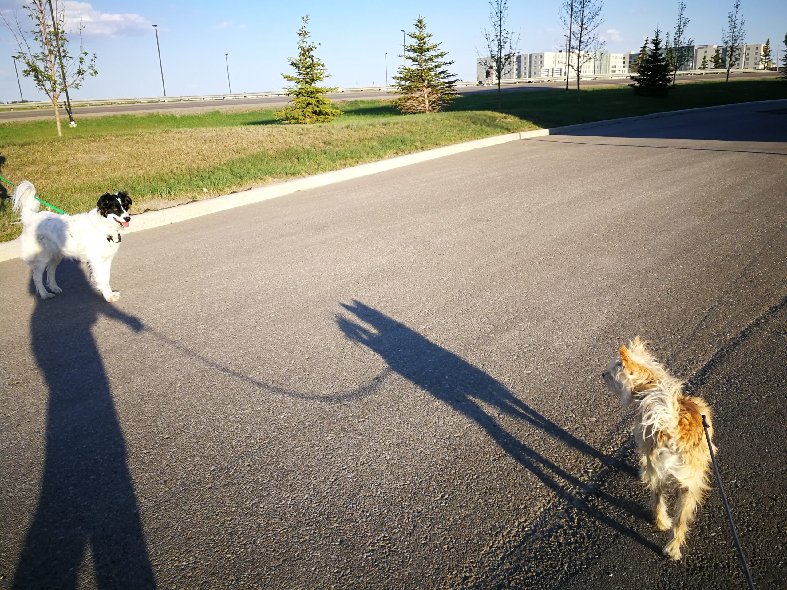 Reactive Retreat – Paws – N – Relax